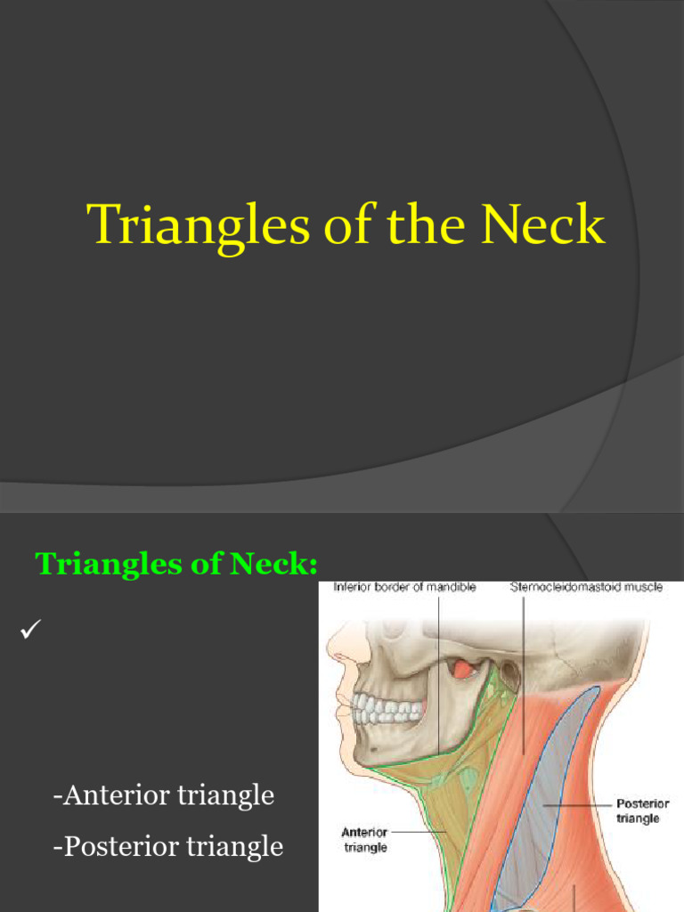 Trianglez Ov Neck - New1-1 | PDF | Common Carotid Artery | Neck
