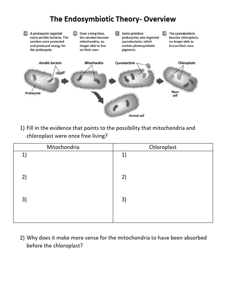 The Endosymbiotic Theory | PDF