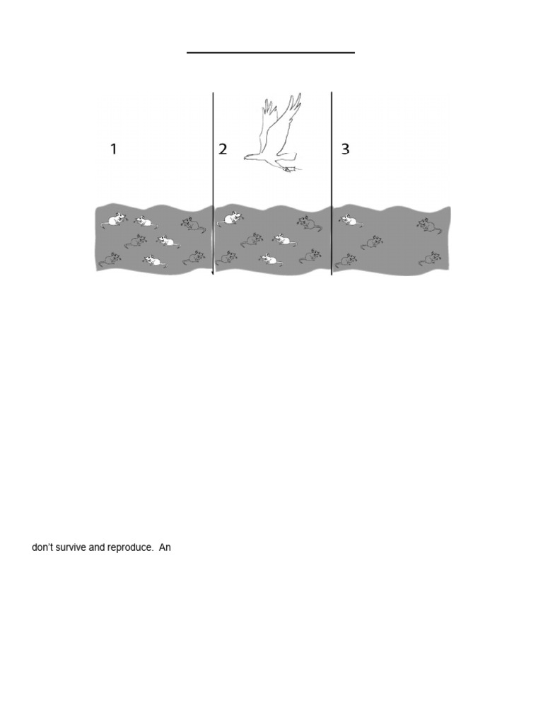 Evolution Practice Worksheet | PDF | Natural Selection | Evolution