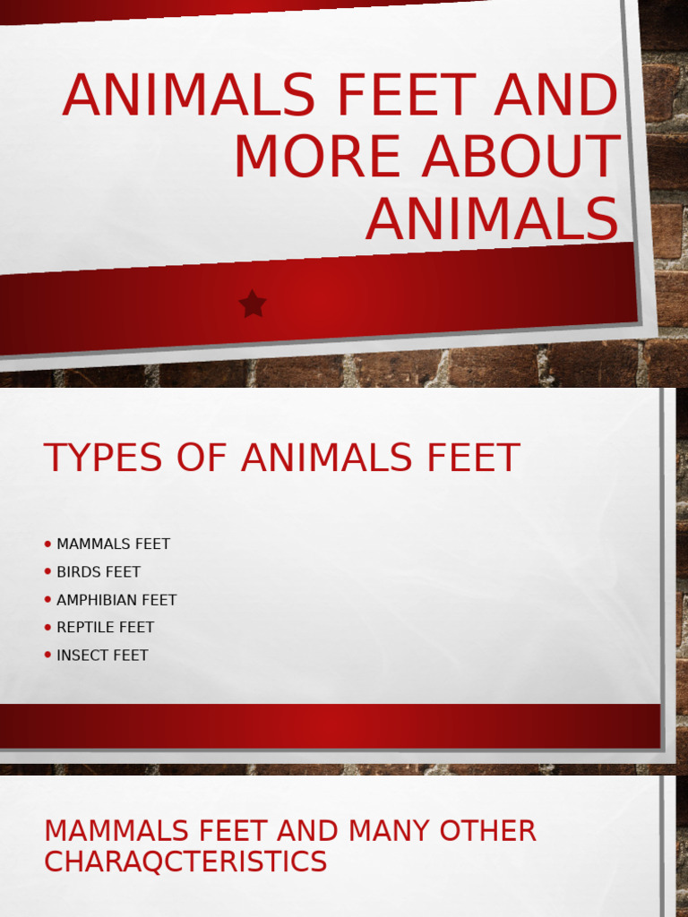 Types and Adaptations of Animal Feet | PDF | Mammals | Foot