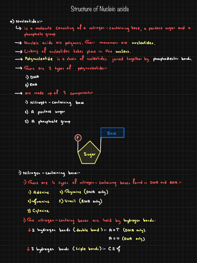 CH 6 Nucleic Acids and Protein Synthesis 2 | PDF | Translation (Biology ...