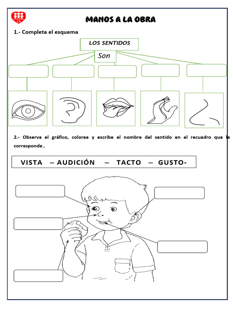 Ficha sobre los sentidos humanos | PDF | Gusto | Ciencia cognitiva