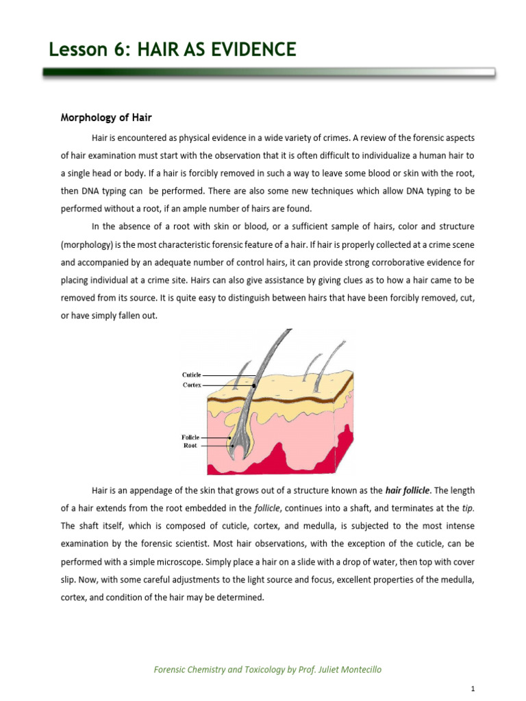 Lesson 6 HAIR AS EVIDENCE | PDF | Hair | Forensic Science