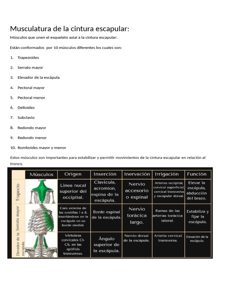 Musculatura de La Cintura Escapular 01 | PDF