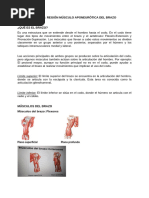 Anatomía Del Hueso Del Húmero Del Perro AnatomyLearner - El Lugar para ...