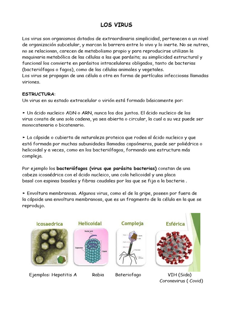 Estructura y Ciclos de Infección de Virus | PDF | Virus | Bacteriófago
