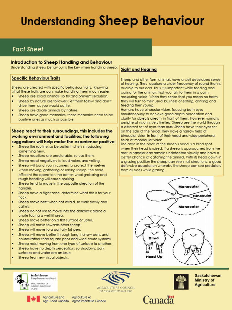 Understanding Sheep Behaviour | PDF | Sheep | Visual Perception