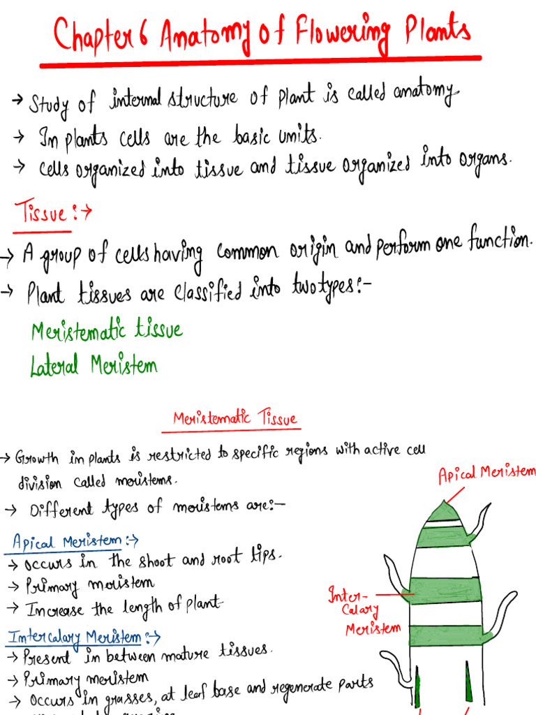 Chapter 6 Anatomy of Flowering Plants | PDF
