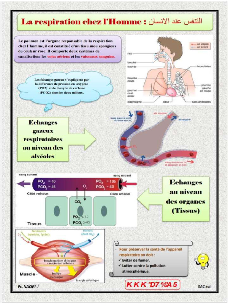 La Respiration | PDF