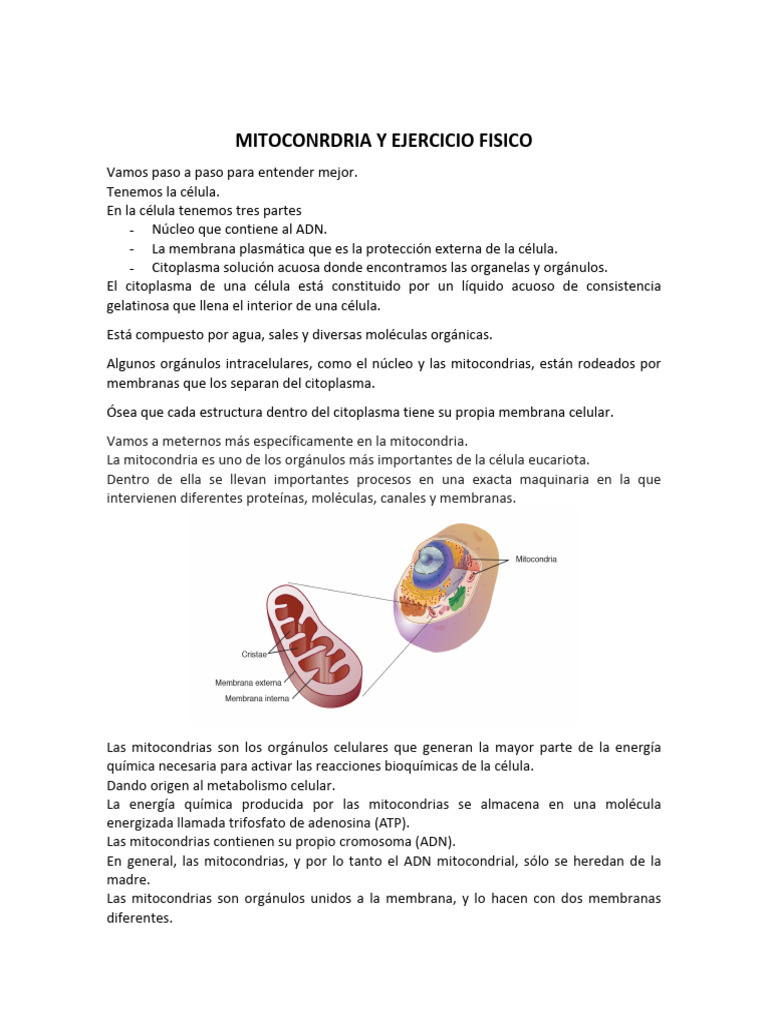 Mitocondrias | PDF | Mitocondria | Citoplasma