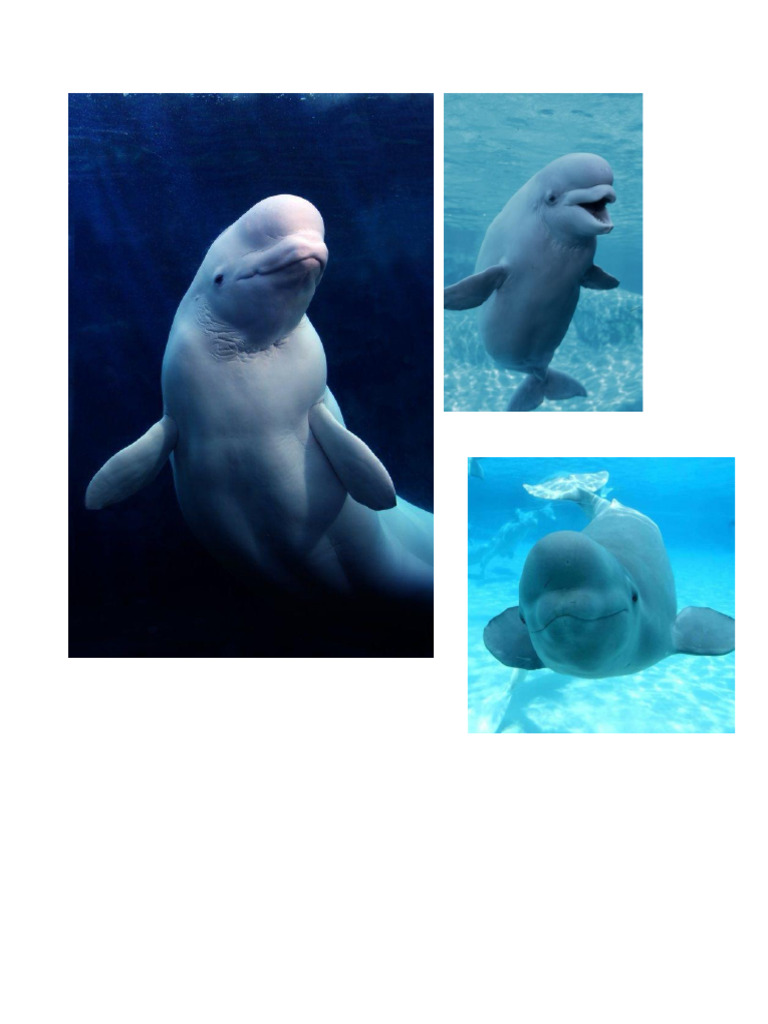 Beluga | PDF