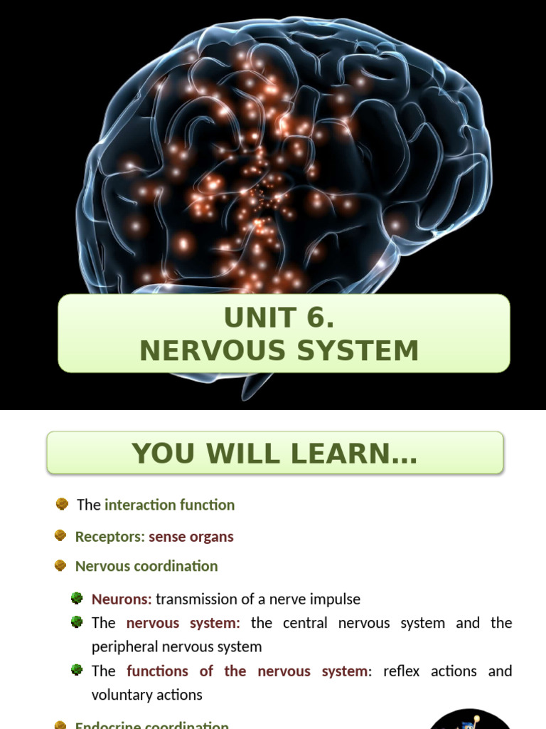 Unit 5 - Interaction - The Nervous System | PDF | Neuron | Nervous System