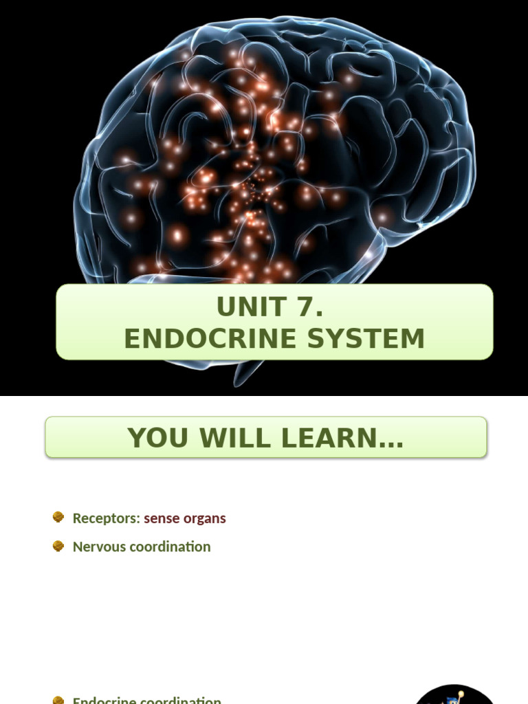 Unit 7 - Interaction - The Endocrine System | PDF | Endocrine System ...