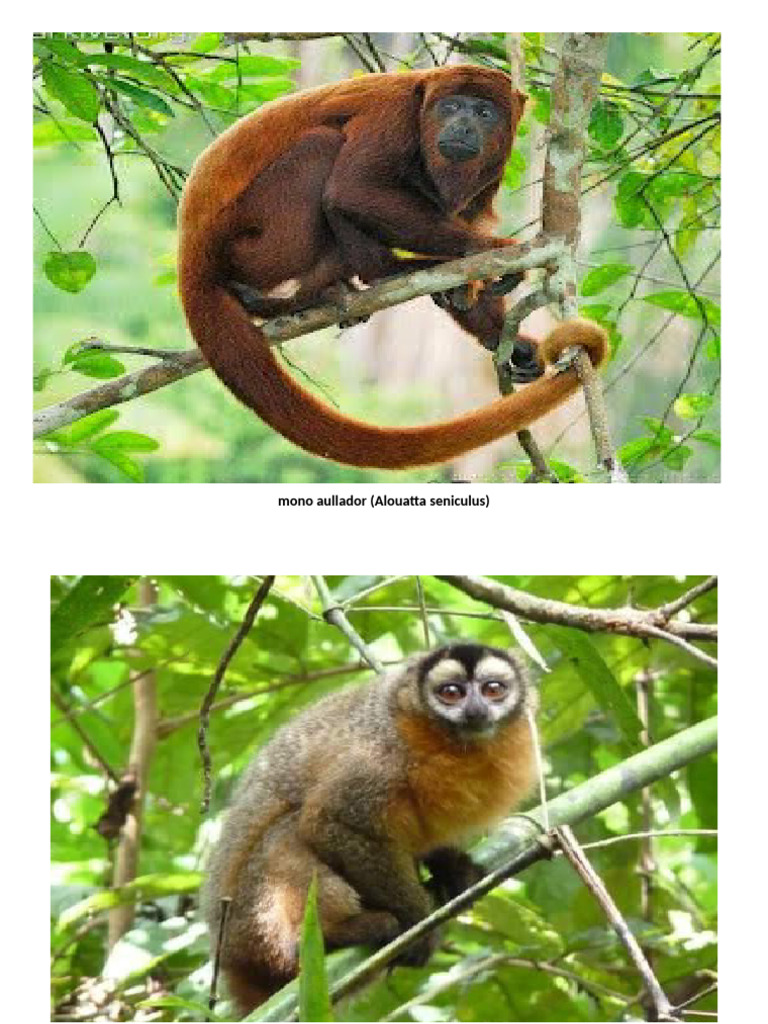 Fauna de Puerto Inca: Especies Clave | PDF