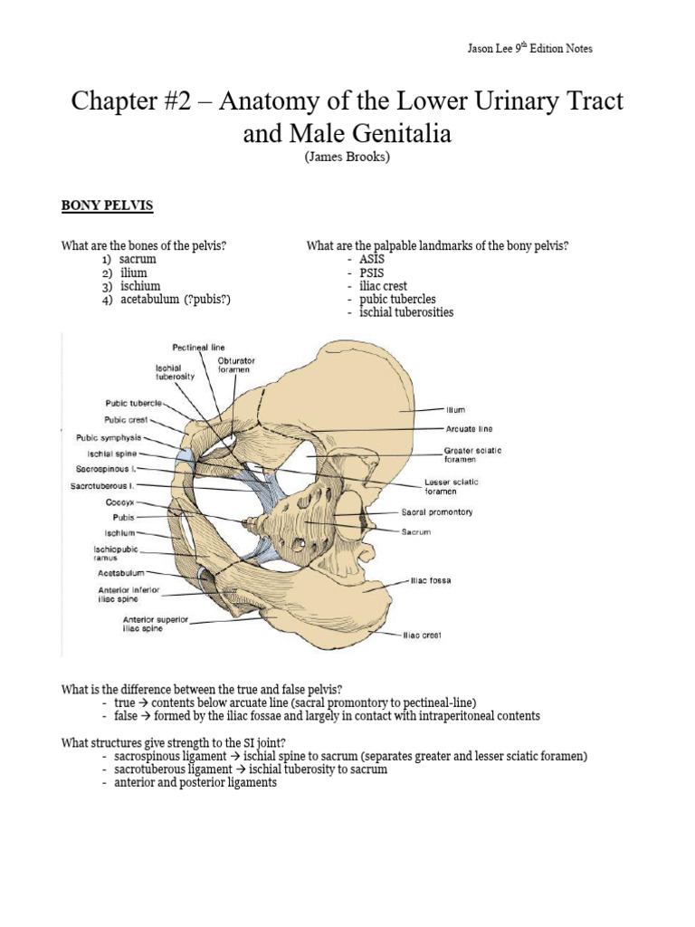 Lower Urinary Tract Anatomy Notes | PDF | Pelvis | Prostate