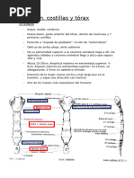 Ángulo de Louis | PDF | Tórax | Anatomía humana