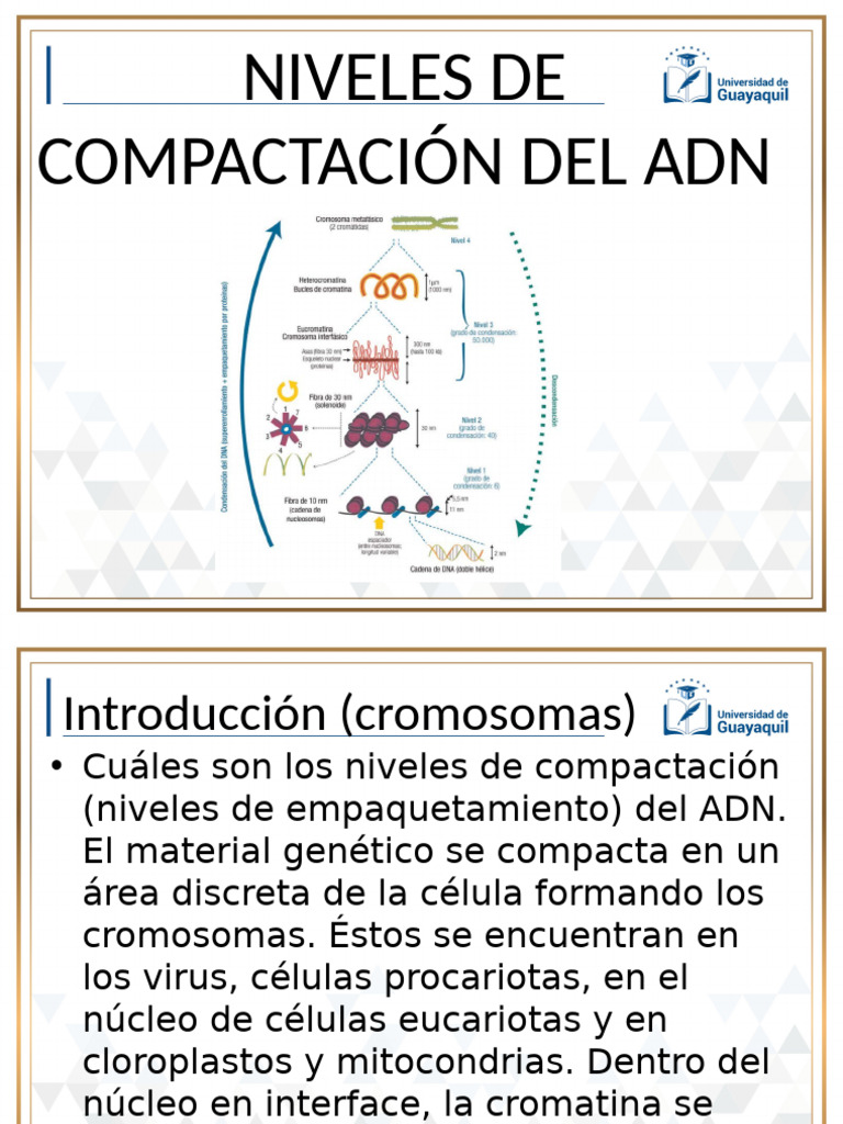 Niveles de Compactacion Del Adn | PDF | Cromatina | Cromosoma