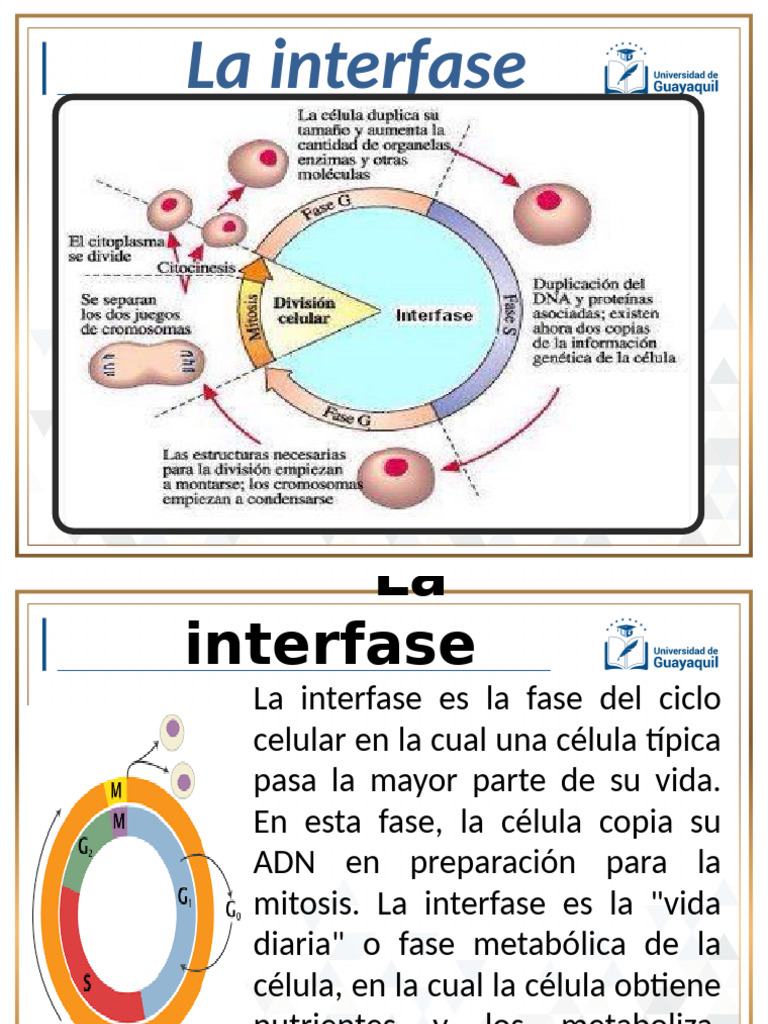 La Interfase Ciclo Celular | PDF