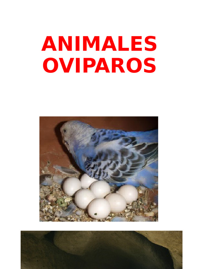 Animales Oviparos y Viviparos | PDF