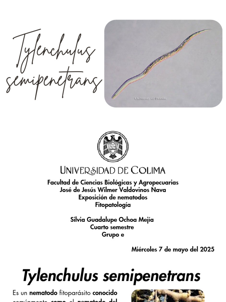 Nematodo Tylenchulus semipenetrans en cítricos | PDF | Agrios | Nematodo