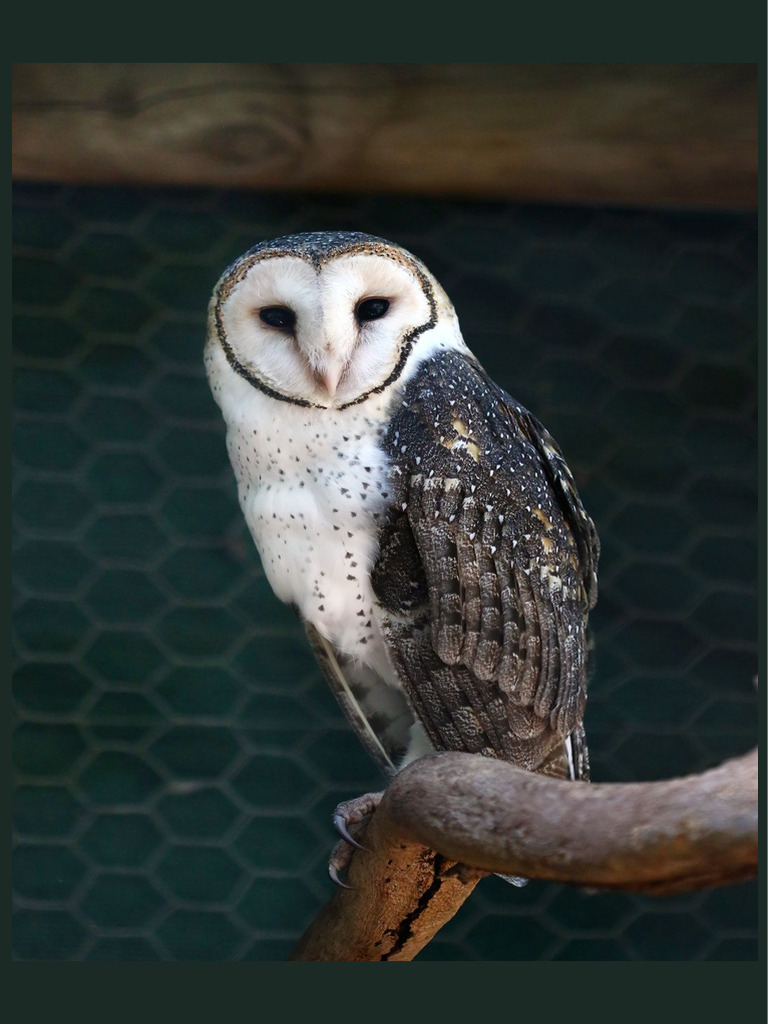 Australian Masked Owl | PDF
