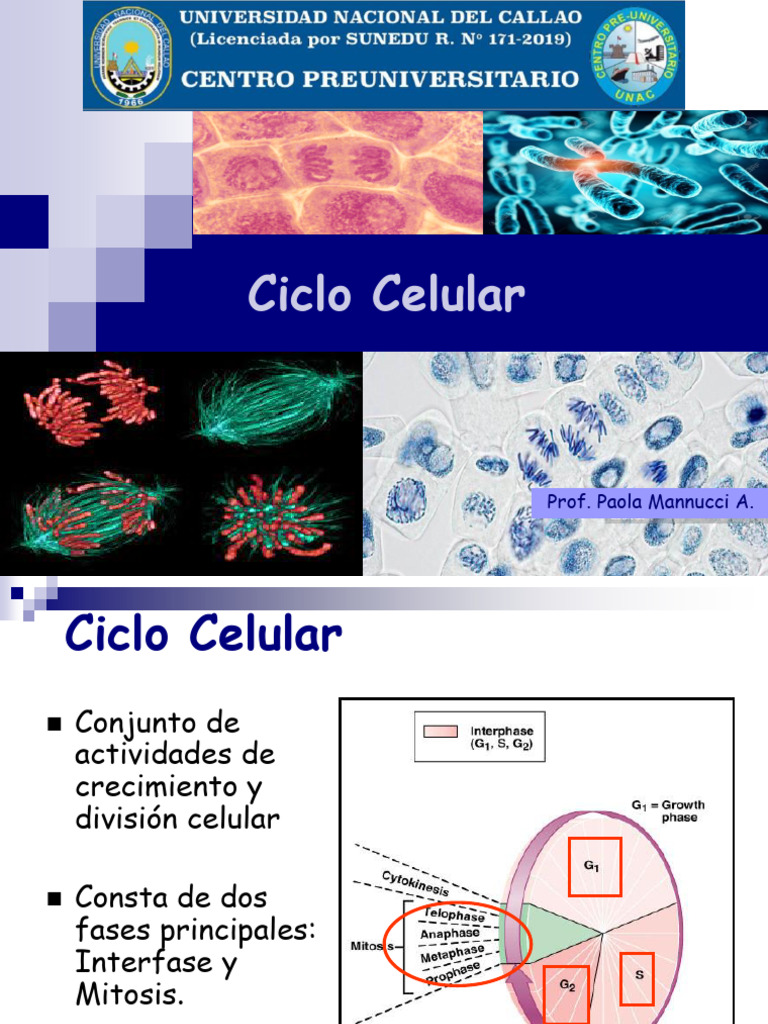 R.3.3 Ciclo Celular | PDF | Mitosis | Mitosis