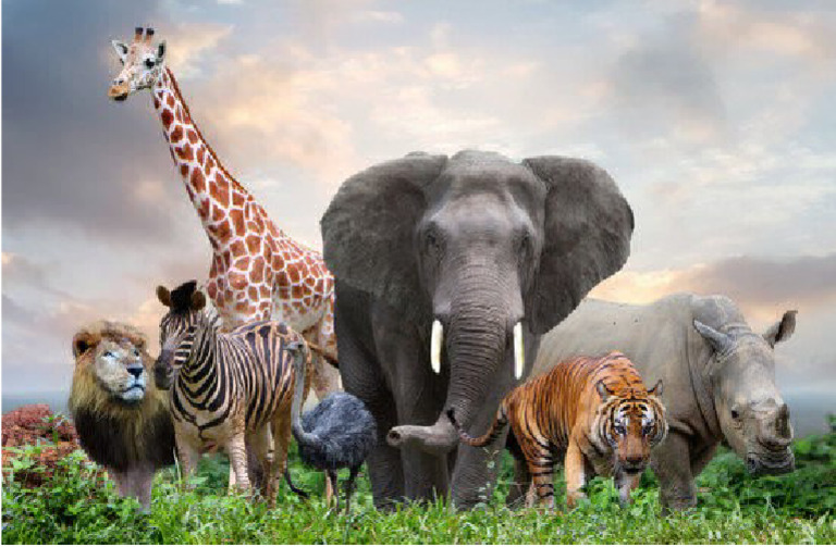 Visual Aids Animal | PDF