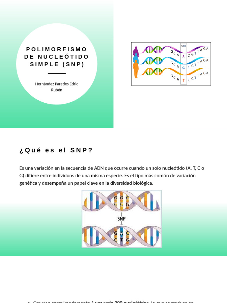 Polimorfismo de Nucleótido Simple (SNP) | PDF | Polimorfismo de ...