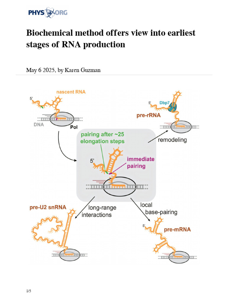 2025 05 Biochemical Method View Earliest Stages | PDF | Rna | Ribosomal Rna