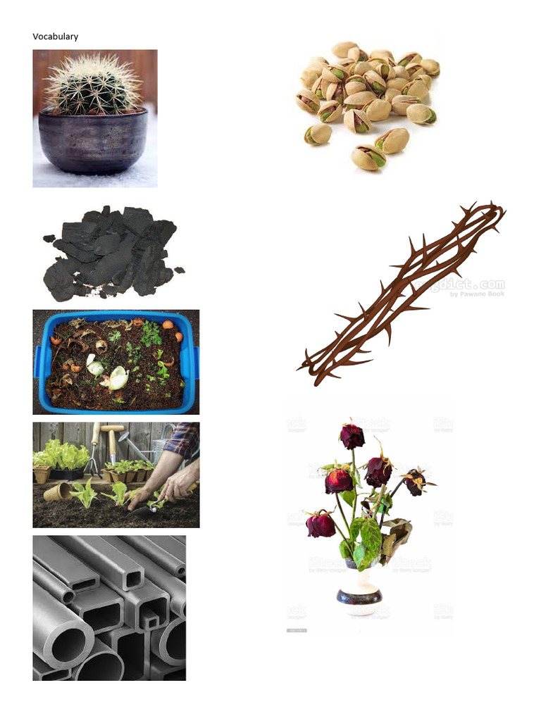 Unit 2 Plants - Set 2 | PDF