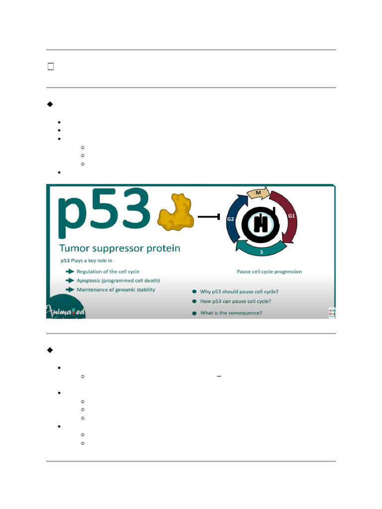 p53's Role in Cell Cycle Regulation | PDF | Cell Cycle | P53