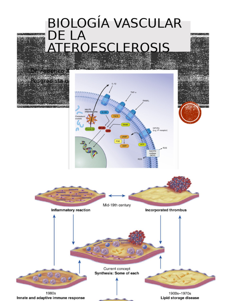 Placa Ateroma Biologia | PDF