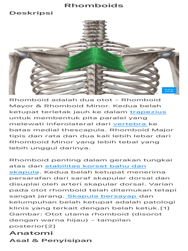 Rhomboids | PDF