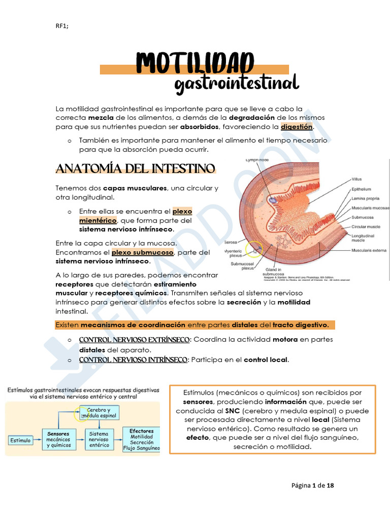 RF1 Motilidad Gastrointestinal | PDF | Estómago | Esófago
