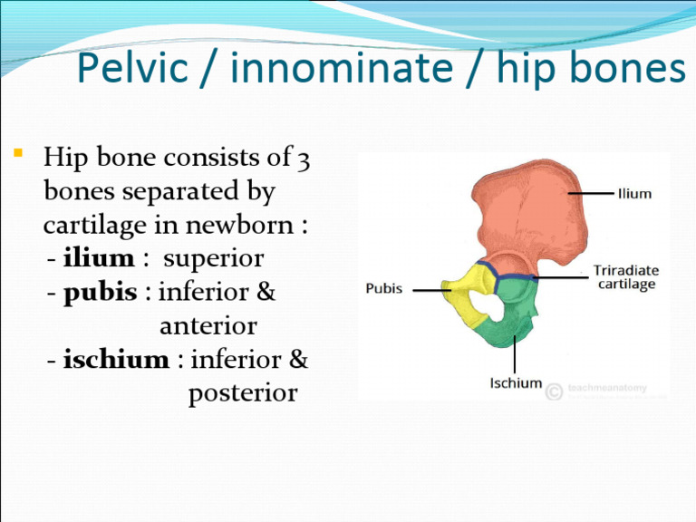 Hip Bone | PDF