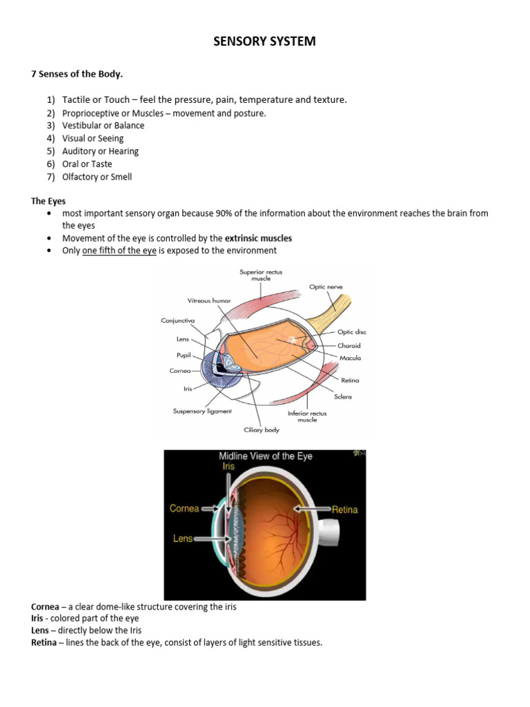 Sensory-Integumentary System Reviewer | PDF | Senses | Anatomy