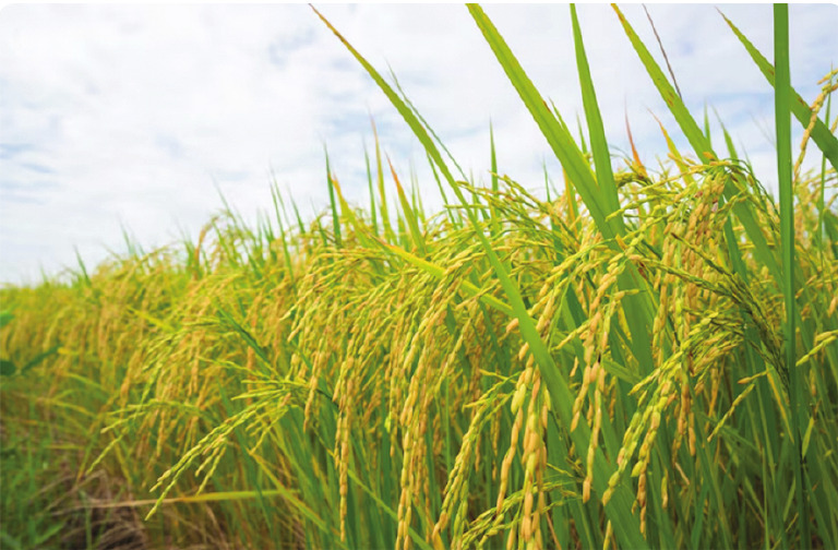 Paddy | PDF