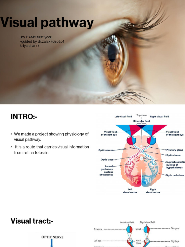 Visual Pathway | PDF