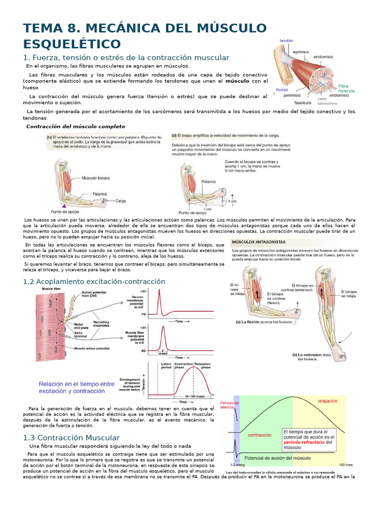 Mecánica de la Contracción Muscular | PDF | Músculo | Contracción muscular