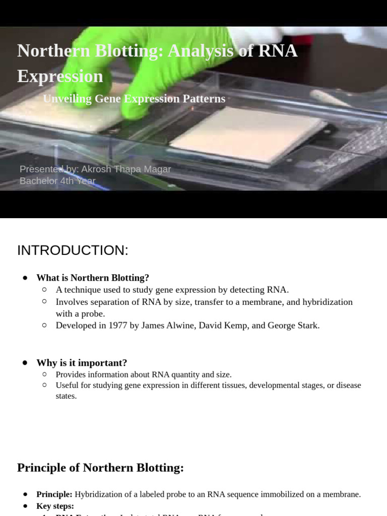 Northern Blotting - Analysis of RNA Expression | PDF | Northern Blot ...