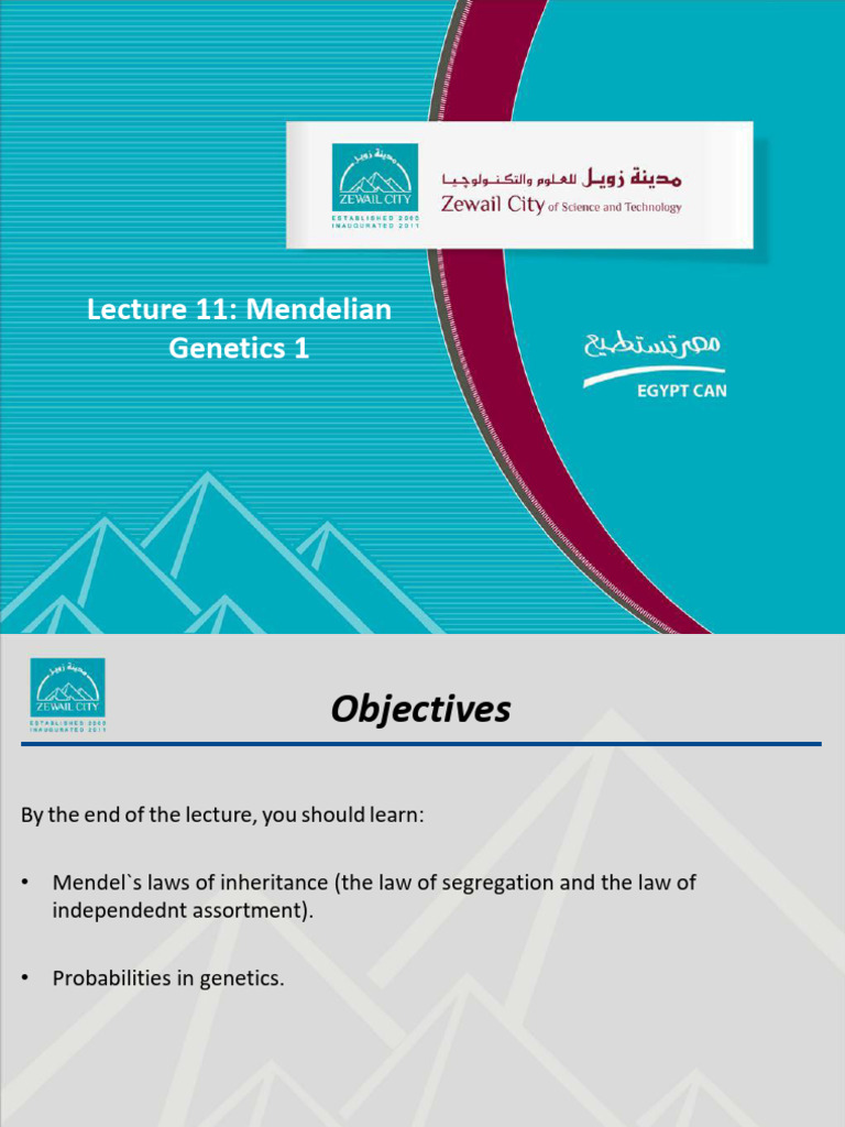 Lec 11 Mendelian Genetics | PDF | Dominance (Genetics) | Zygosity