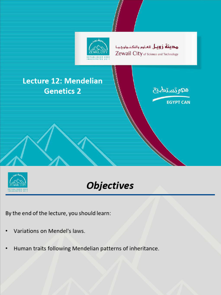 Lec 12 Mendelian Genetics 2 | PDF | Dominance (Genetics) | Allele