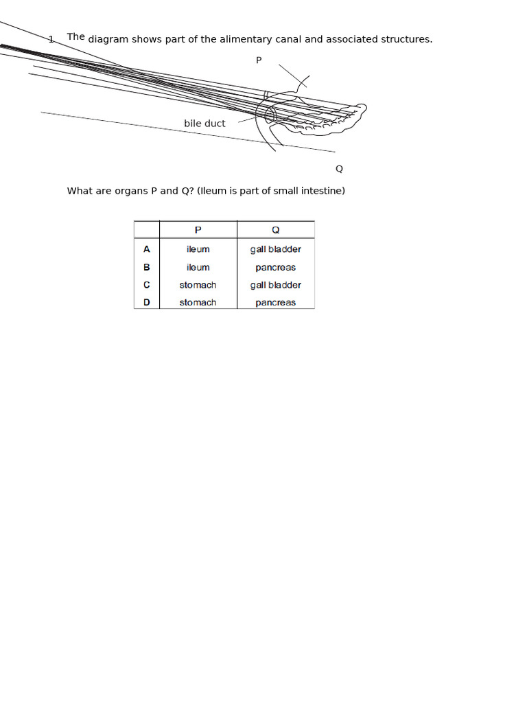 Digestive System MCQS (GRADE 7) | PDF | Digestion | Small Intestine