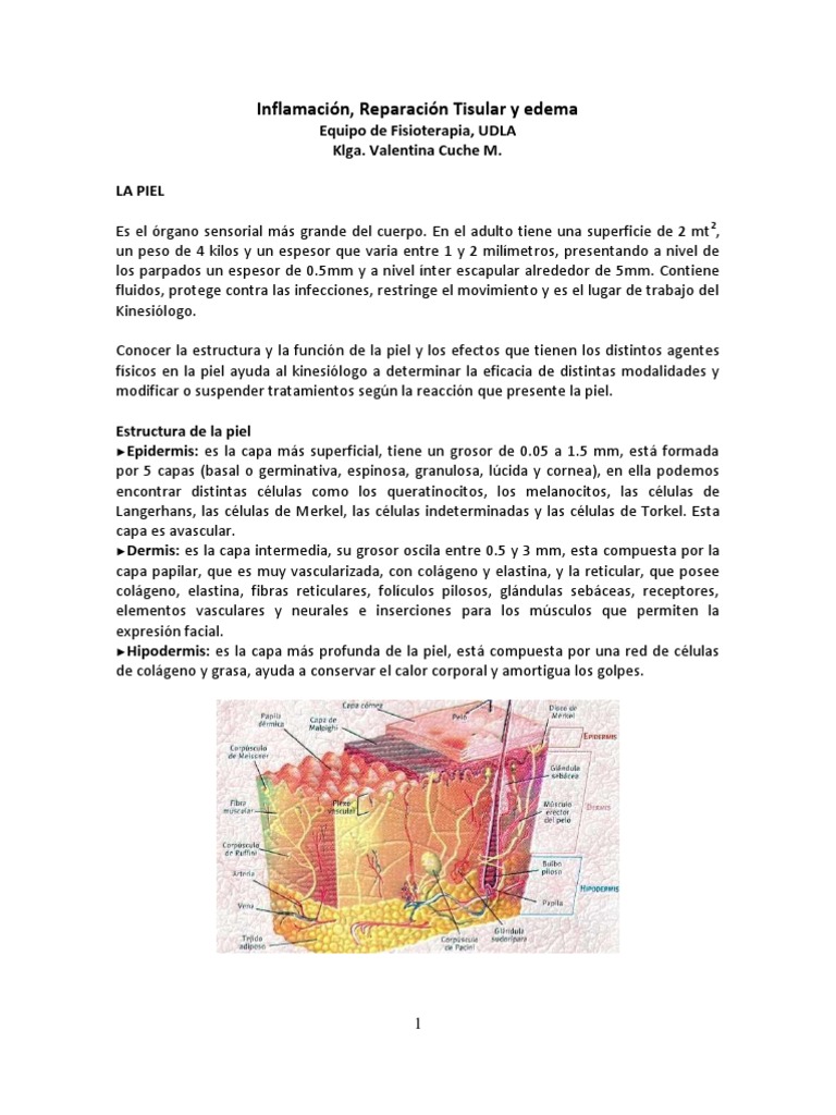 Inflamación y Reparacion Tisular | PDF | Edema | Cicatrización de la herida