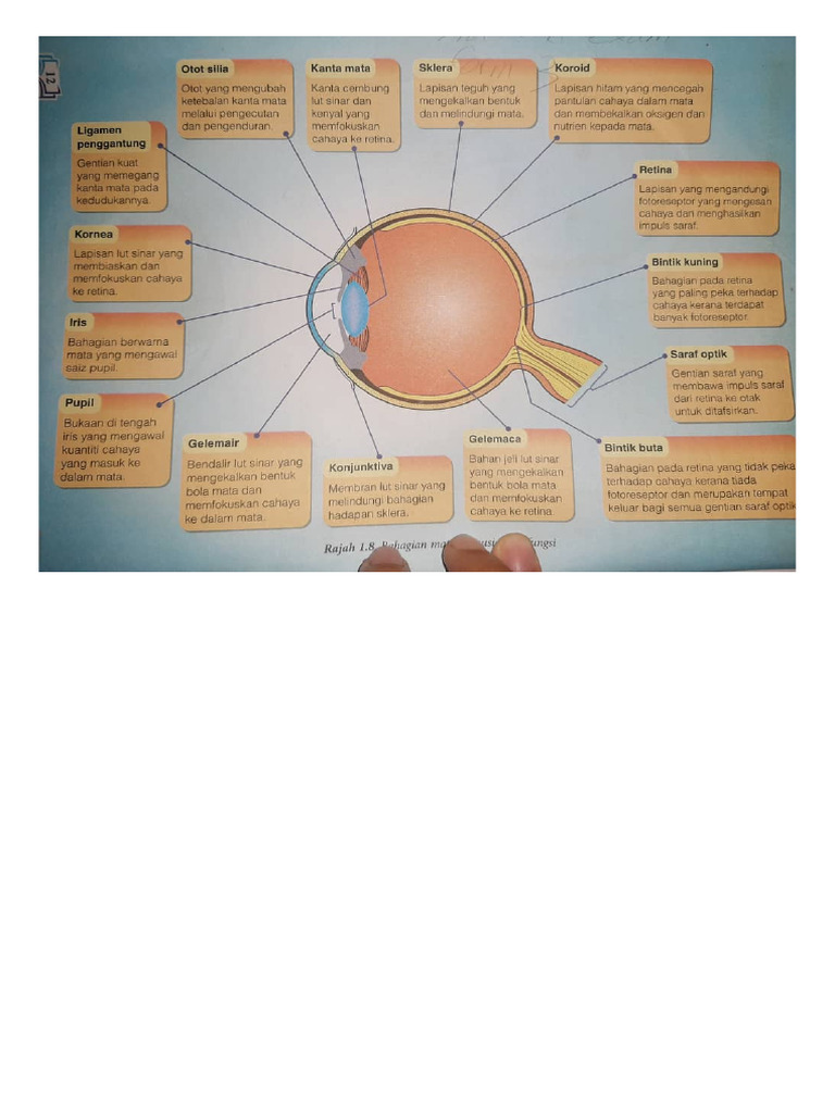 Sains Bab 1 Tingkatan 3 Mata | PDF
