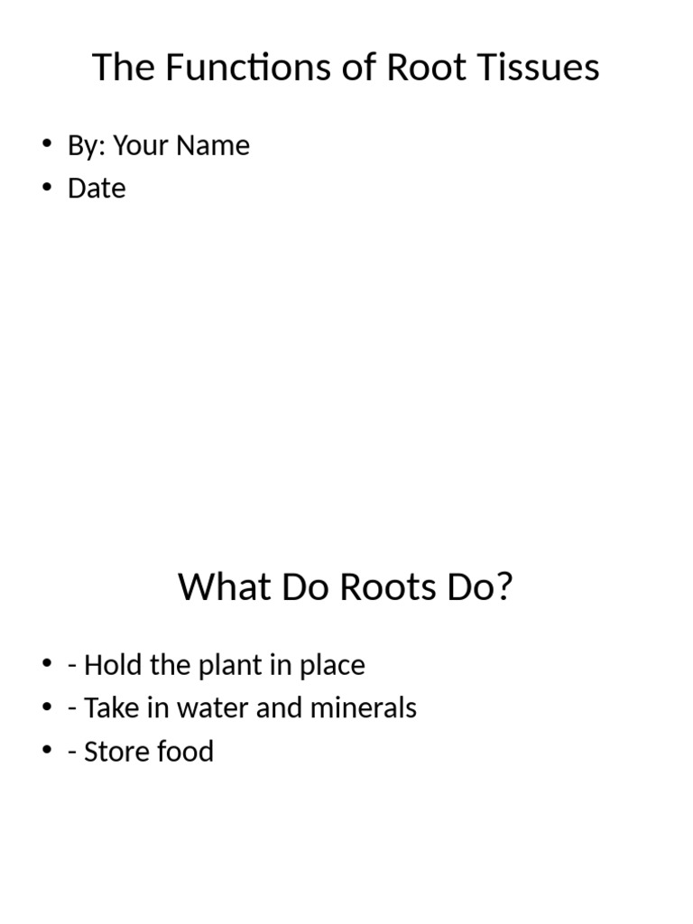 Brief Root Tissues Presentation | PDF