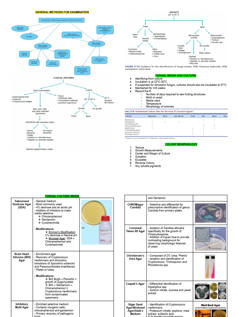 Fungal Identification Methods Overview | PDF | Yeast | Fungus