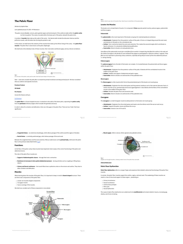 The Pelvic Floor - Structure - Function - Muscles - TeachMeAnatomy 3 ...