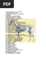 Anatomie Van Het Paard | PDF