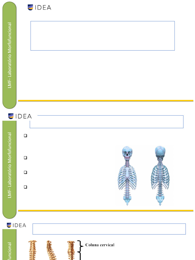 01 AV2 Anatomia | PDF